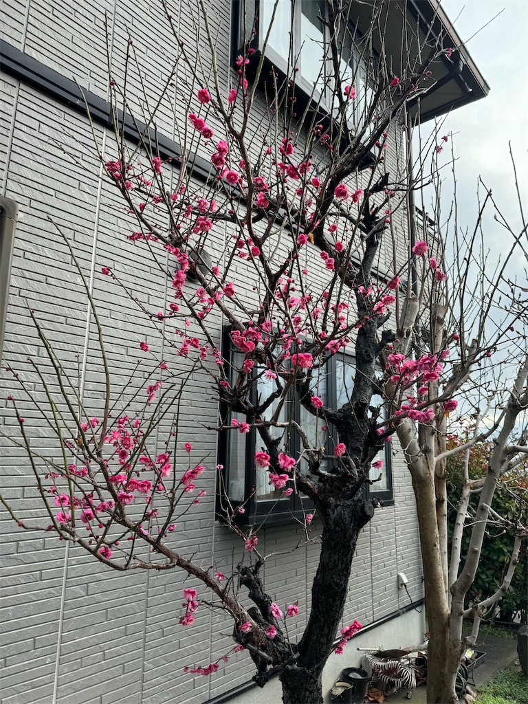 眠ってるとき見た夢。 - fatimariaの日記