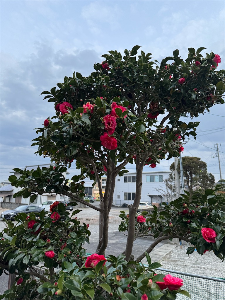 うちの椿はカラスにやられたのか茶色枯れブチだ。 - fatimariaの日記