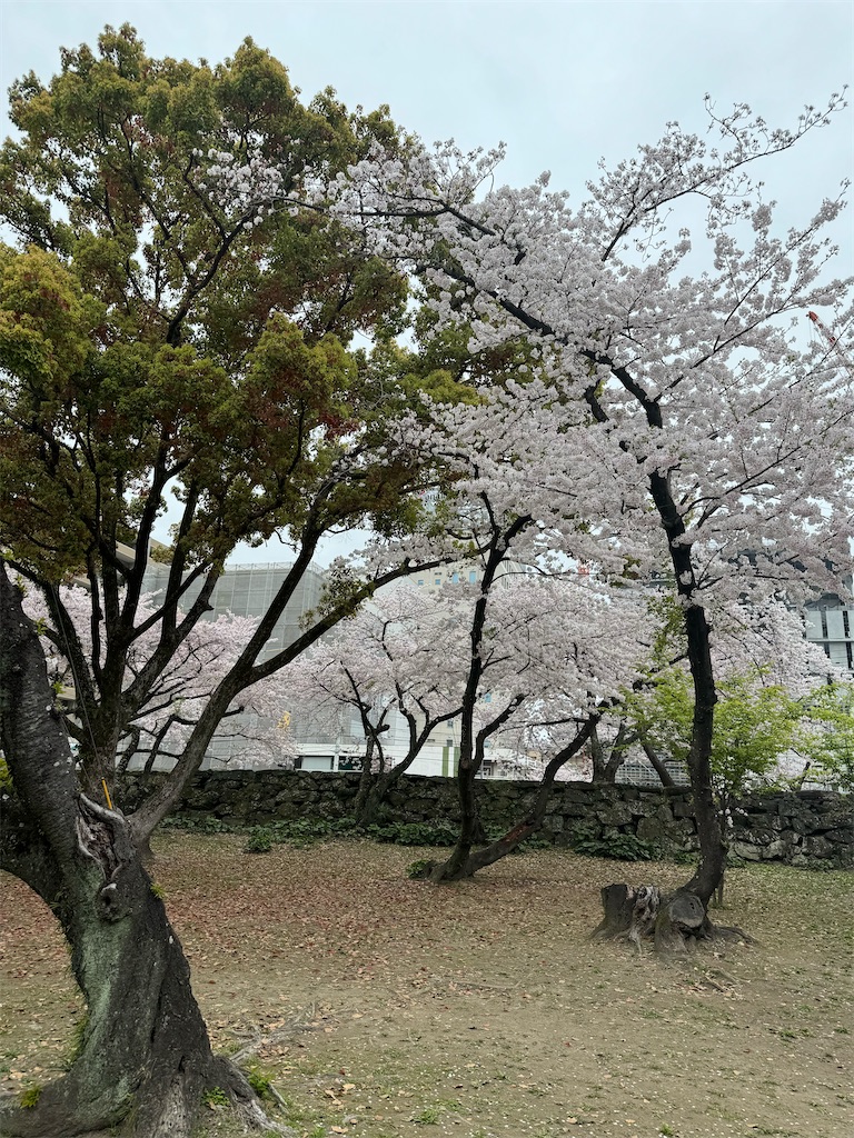 昨日花まつりの日にお花見。 - fatimariaの日記