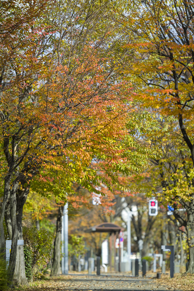 LEICA SL2 / APO-TELYT-R 1:4/280mm 手持ち撮影 - fclife.tokyo