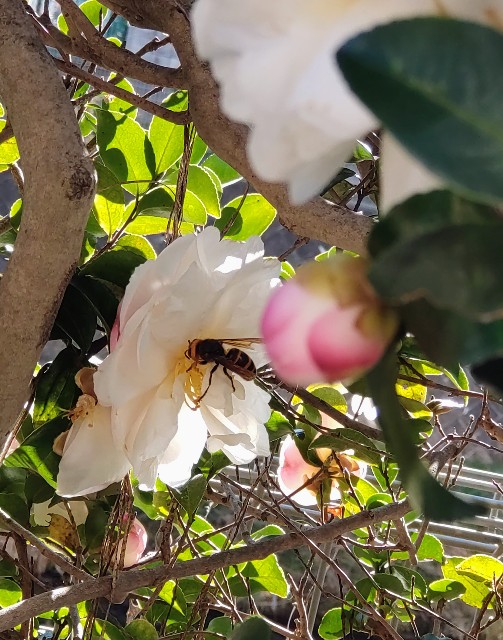 写真も命がけ - 放假 - fanjia