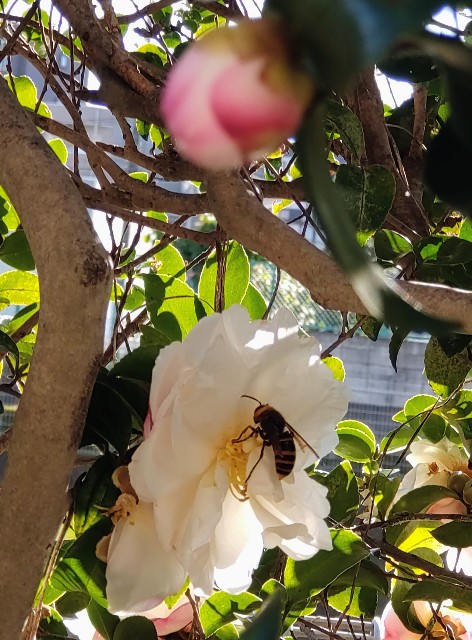 写真も命がけ - 放假 - fanjia