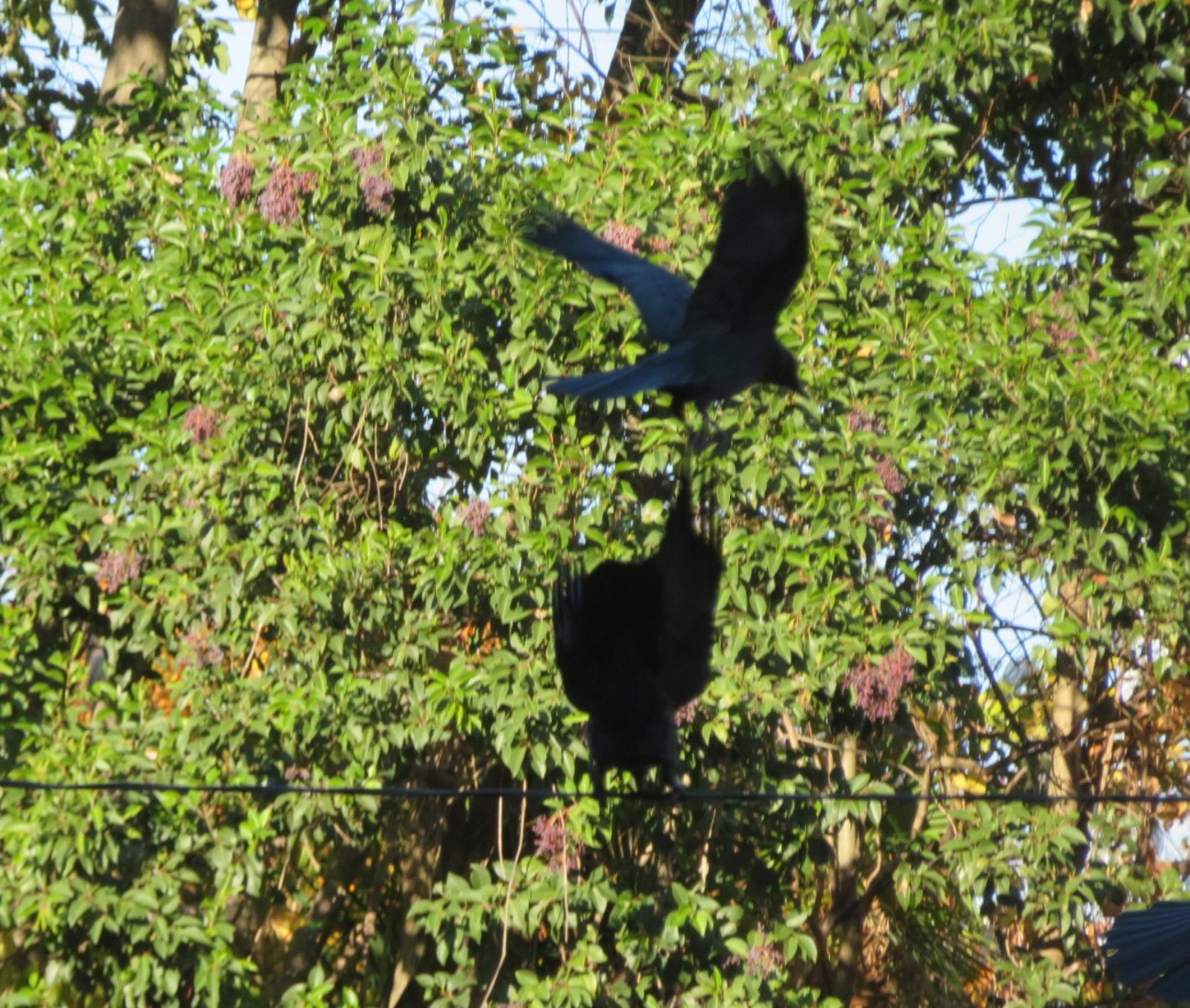 カラスが多かった - 放假 - fanjia