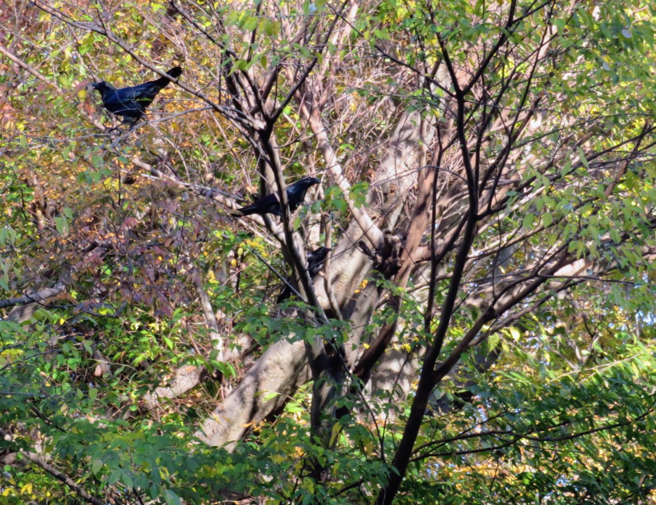 カラスが多かった - 放假 - fanjia