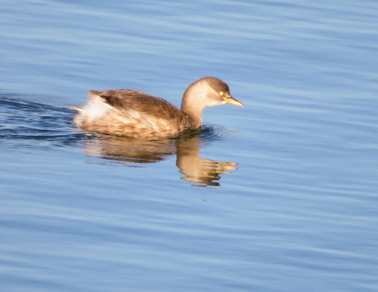 朝の月と野鳥の話 - 放假 - fanjia