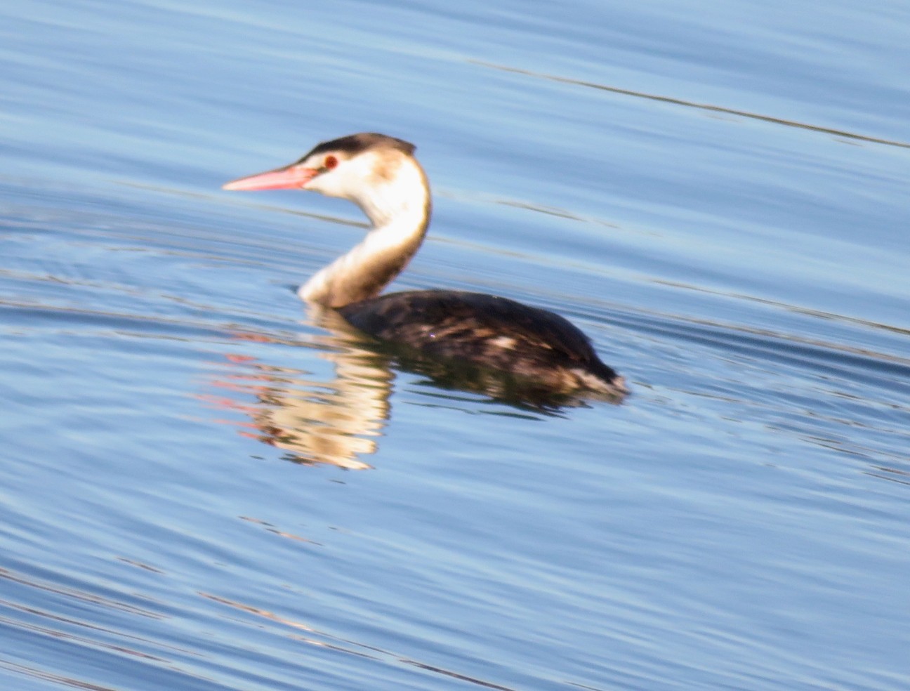朝の月と野鳥の話 - 放假 - fanjia