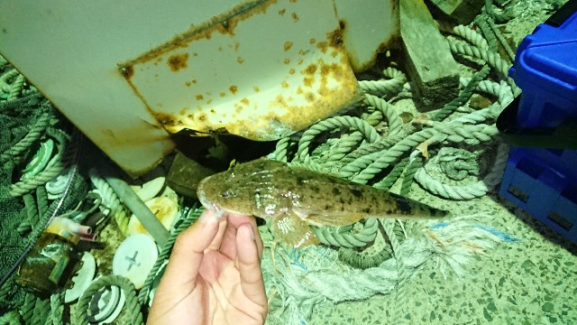 アジングで初マゴチ？！ - fish-eaters