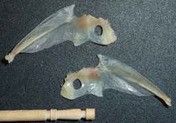 83: タカベ - 新・魚のサカナ（鯛のタイ）図鑑（引越中）