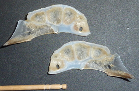 40: ホウボウ - 新・魚のサカナ（鯛のタイ）図鑑（引越中）