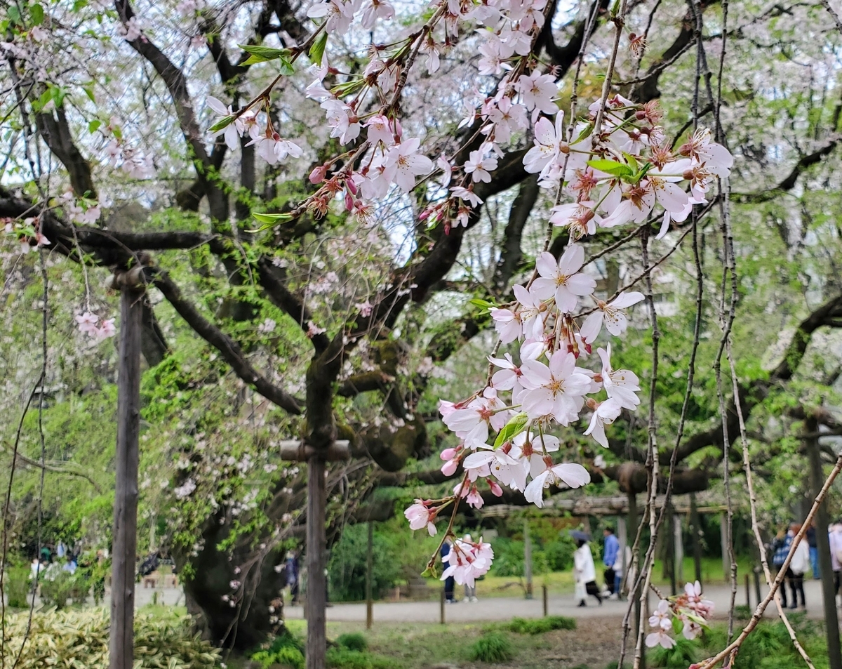 久々に六義園へ - fishtail2017 ～遠くても…空とこの道出会う場所へ～