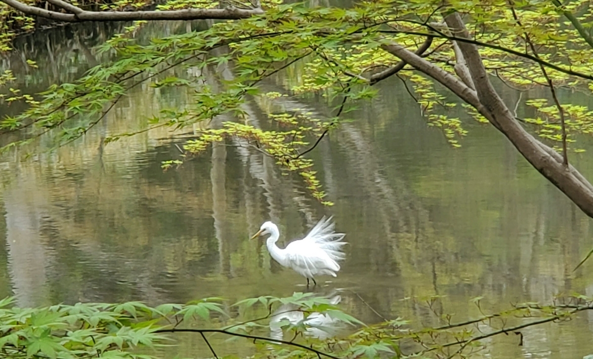 久々に六義園へ - fishtail2017 ～遠くても…空とこの道出会う場所へ～