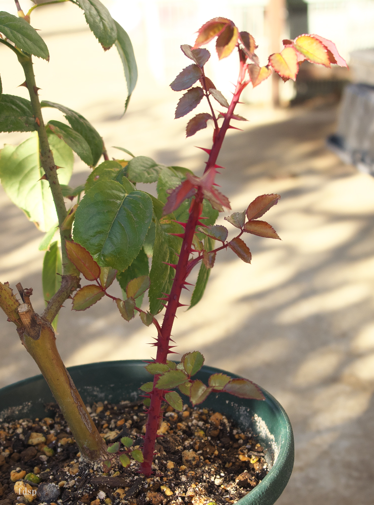 庭_2023年11月その3(バラ) - フジダナセーブポイントinはてな