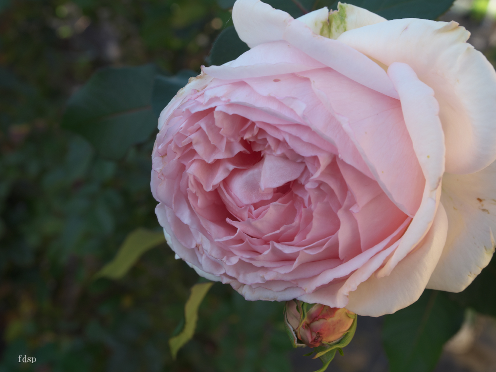 庭_2023年11月その3(バラ) - フジダナセーブポイントinはてな