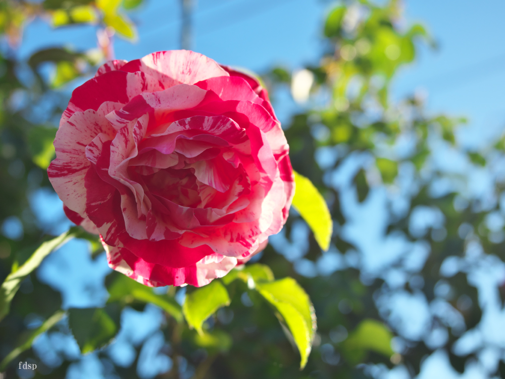 庭_2023年11月その3(バラ) - フジダナセーブポイントinはてな