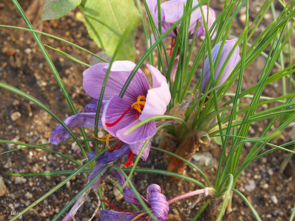 庭_2023年11月その2(これからの花たち) - フジダナセーブポイントinはてな
