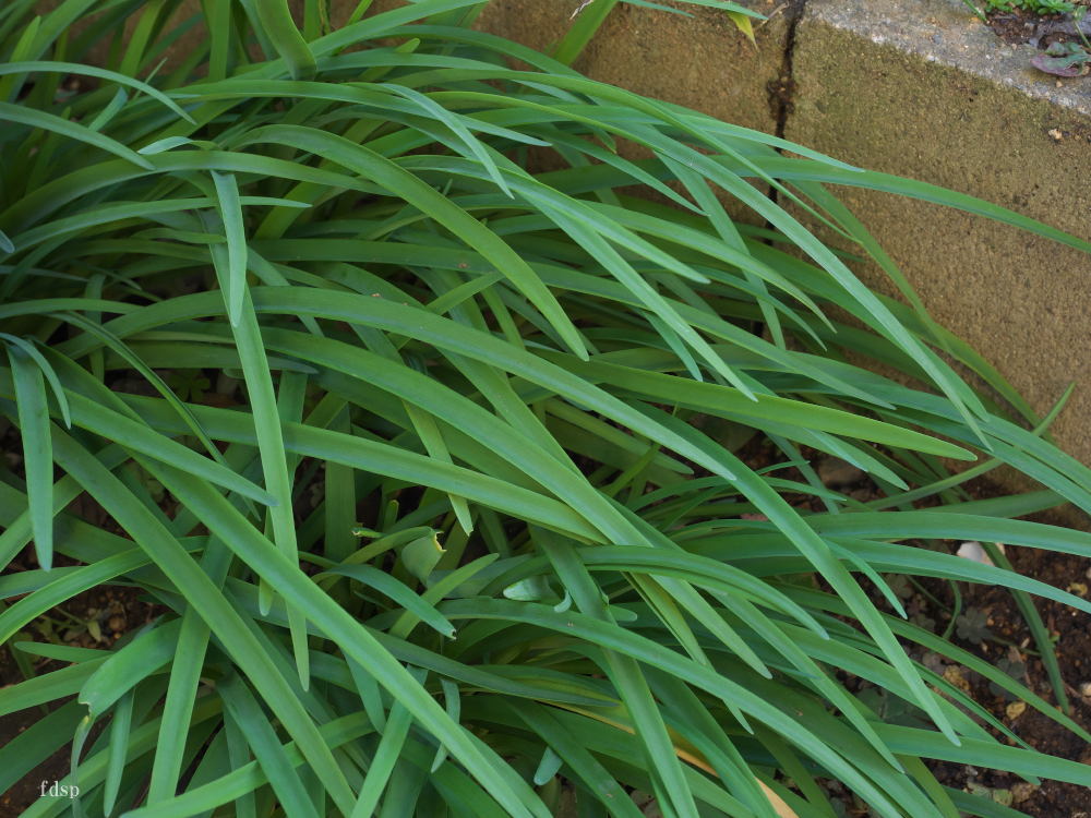 庭_2023年11月その2(これからの花たち) - フジダナセーブポイントinはてな