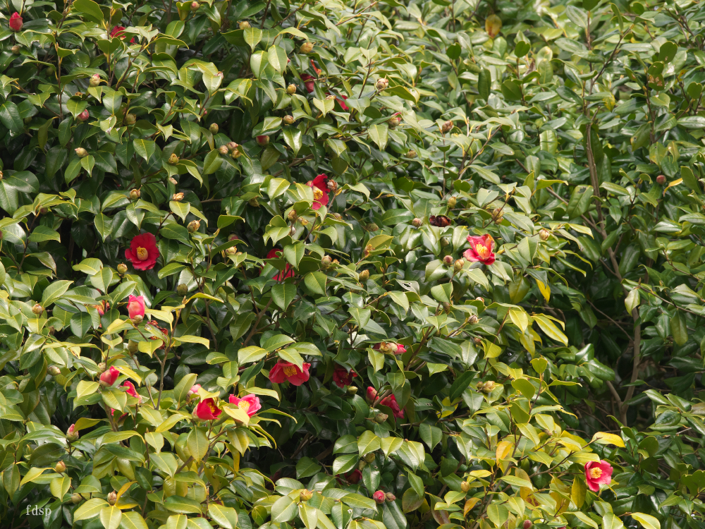酒列磯前神社へ(椿) - フジダナセーブポイントinはてな