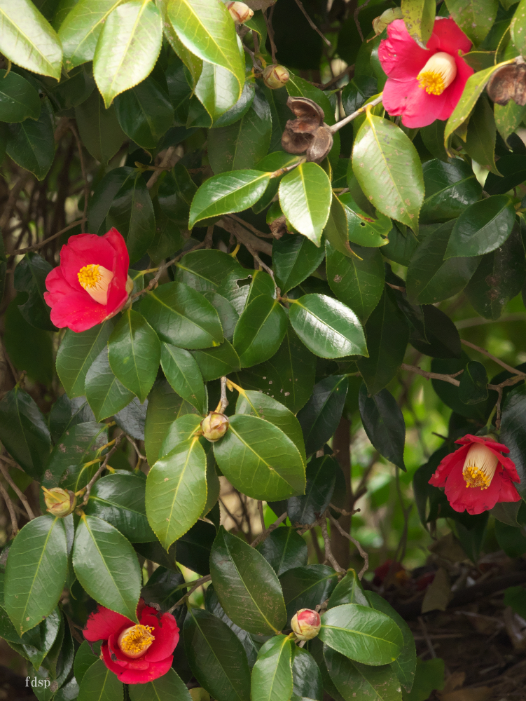 酒列磯前神社へ(椿) - フジダナセーブポイントinはてな