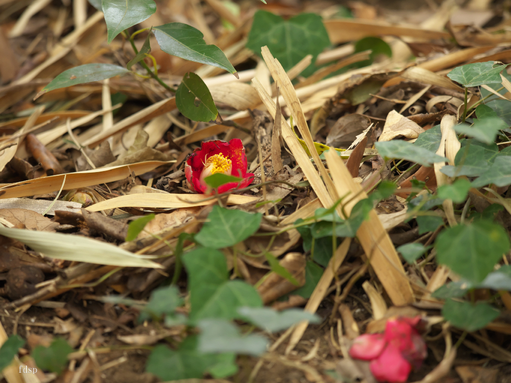 酒列磯前神社へ(椿) - フジダナセーブポイントinはてな