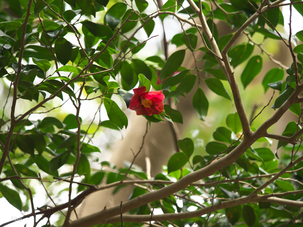 酒列磯前神社へ(椿) - フジダナセーブポイントinはてな