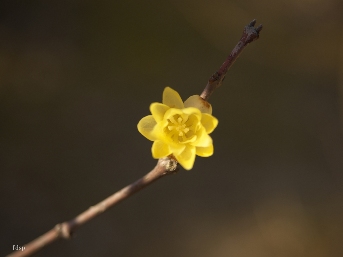 蝋梅の里へ_2024年2月・栃木県鹿沼市 - フジダナセーブポイントinはてな