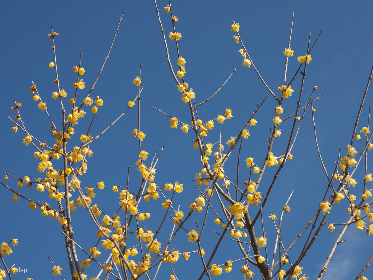 蝋梅の里へ_2024年2月・栃木県鹿沼市 - フジダナセーブポイントinはてな