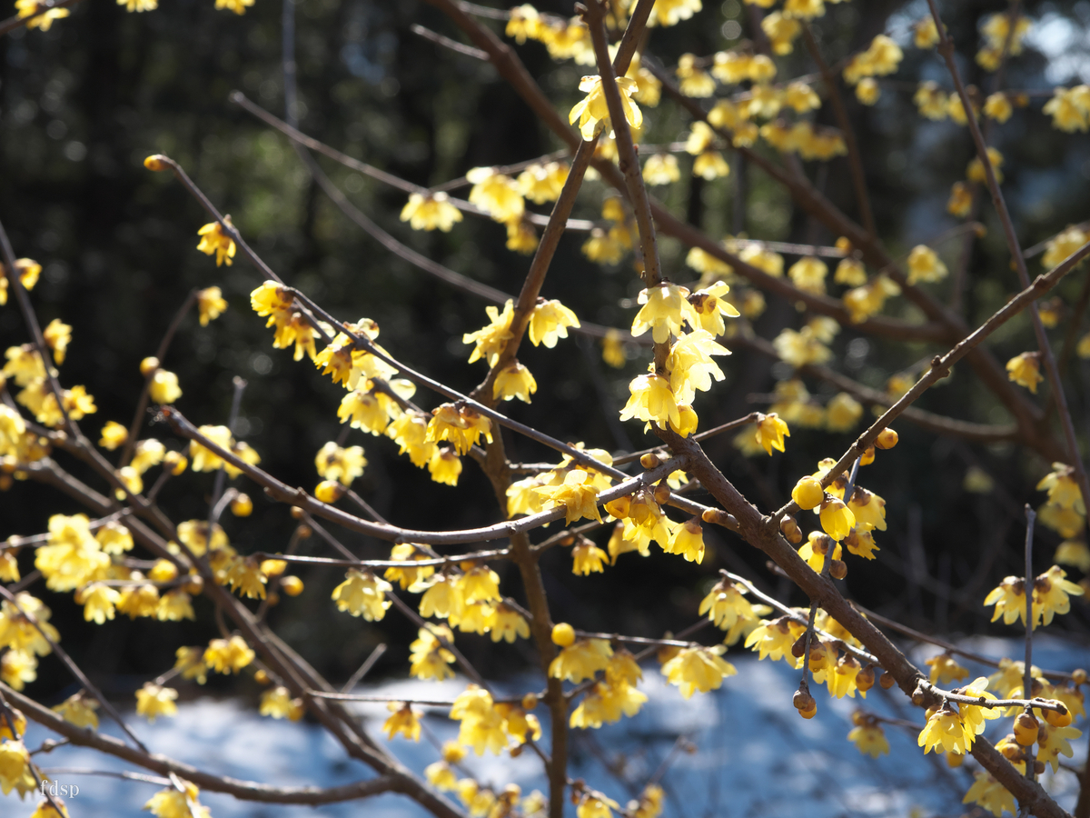 蝋梅の里へ_2024年2月・栃木県鹿沼市 - フジダナセーブポイントinはてな