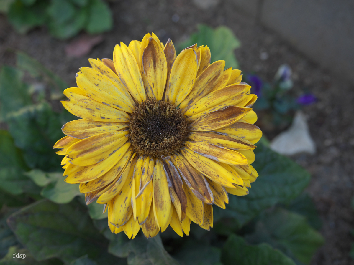 庭_2023年12月 - フジダナセーブポイントinはてな