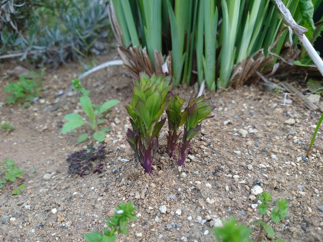 キキョウとカサブランカの芽が出ていました - フジダナセーブポイントinはてな