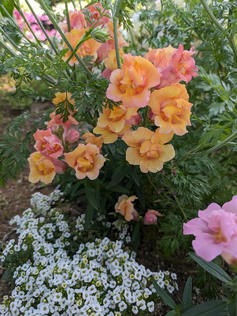 フジダナセーブポイントinはてな