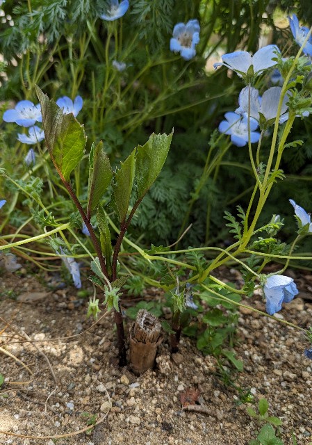 ダリア・浮気心の芽 - フジダナセーブポイントinはてな