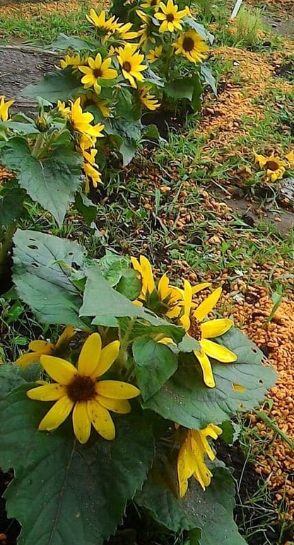 July, she will fly. ー 夏へ ー ヒマワリ 夏の花なんだけれど - fjsmmkDad@武相国境