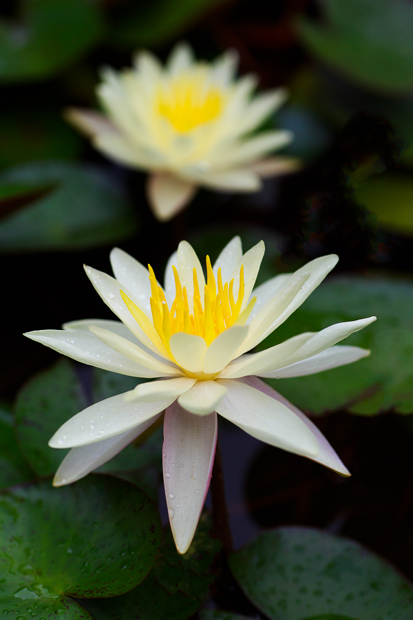 Kajimoto 撮影場所： 岸和田市