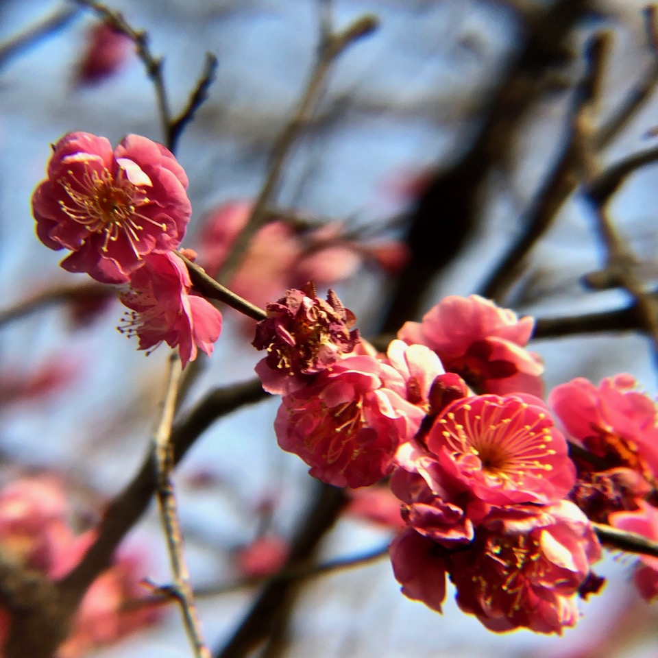 紅梅白梅〈230201〉Red colored ume blossom and white colored ume blossom ...