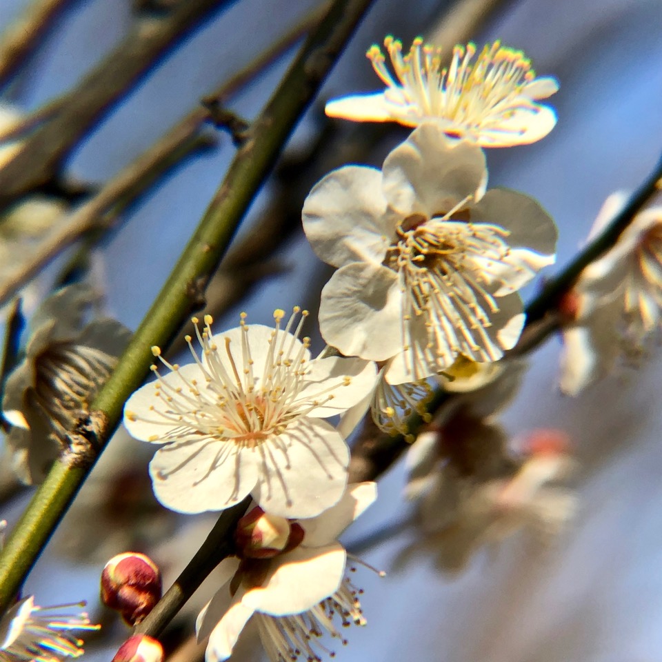 紅梅白梅〈230201〉Red colored ume blossom and white colored ume blossom ...
