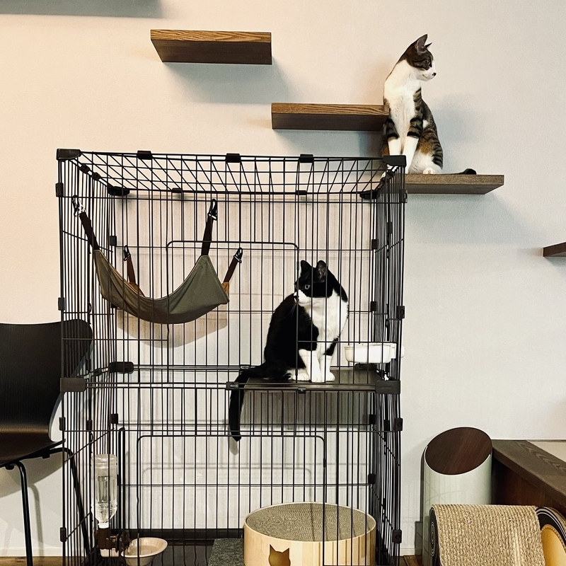 発売日から丸1週間 - まんがと猫と京都のくらし