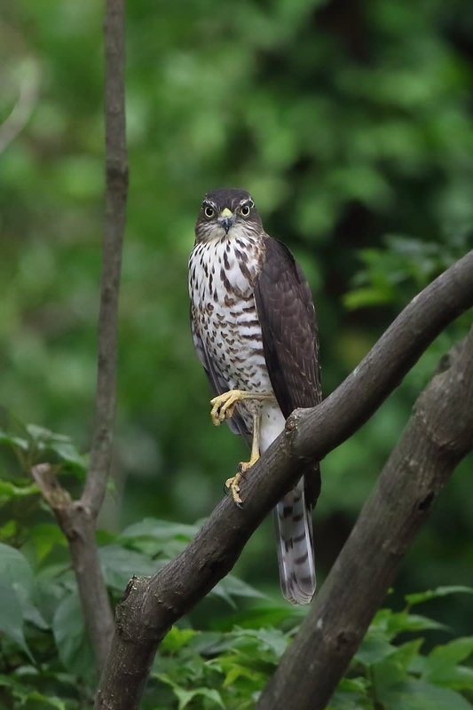 近所の池・・・ツミのメスのようです。 - fukusuke-photo