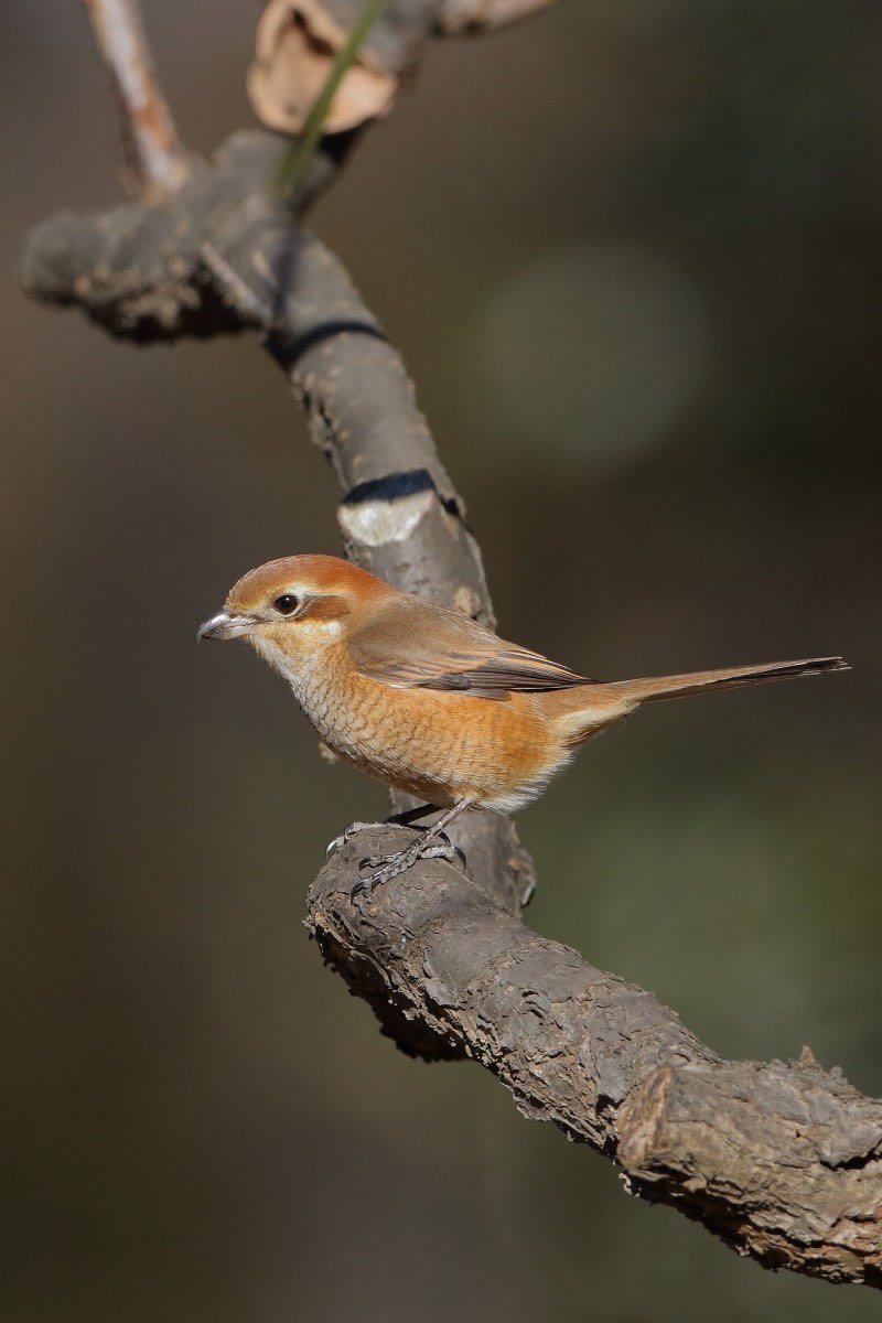 近所の池・・・2018 モズ嬢でスタートです。 - fukusuke-photo