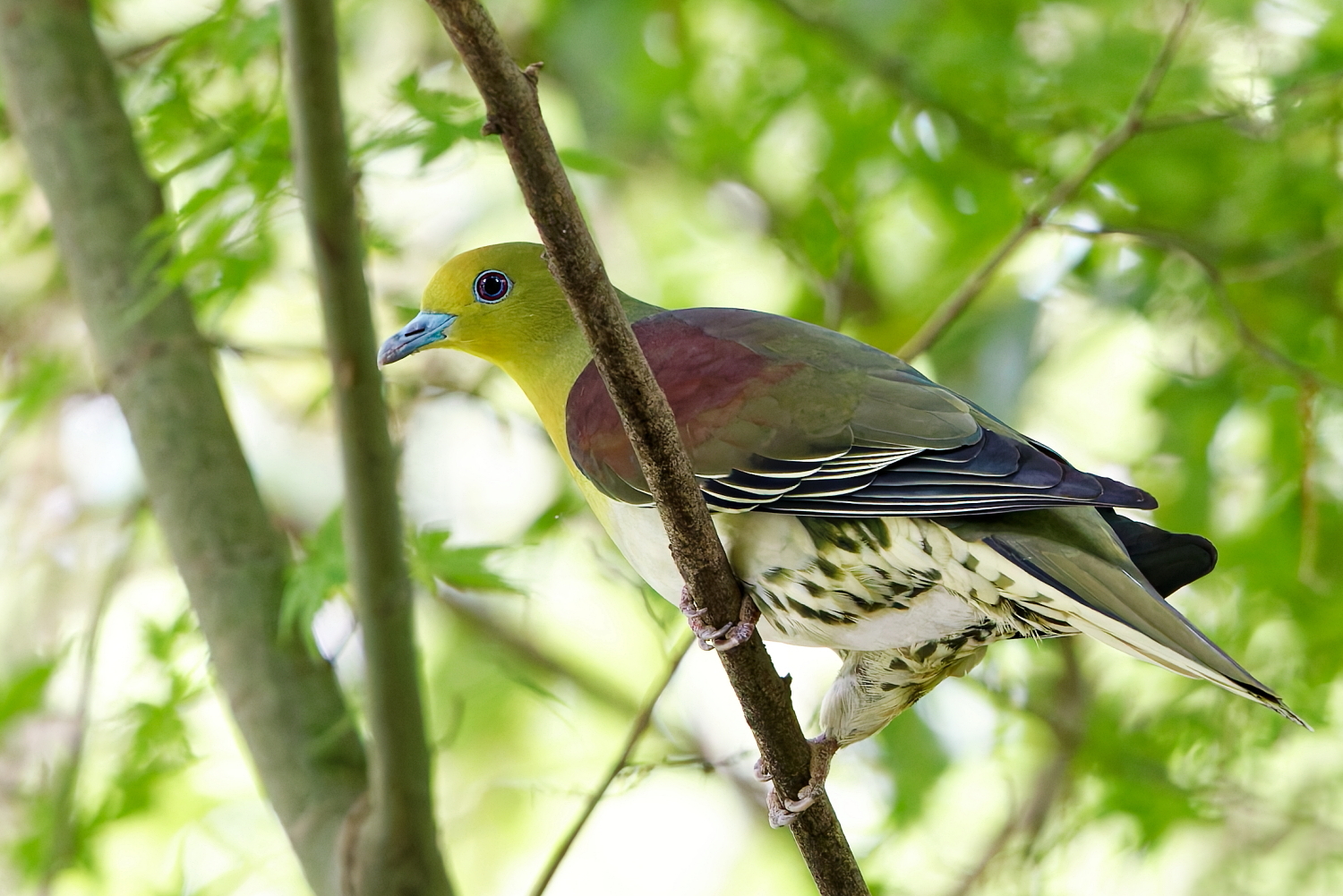 近所の池・・・アオバト♂ 来ました！ - fukusuke-photo