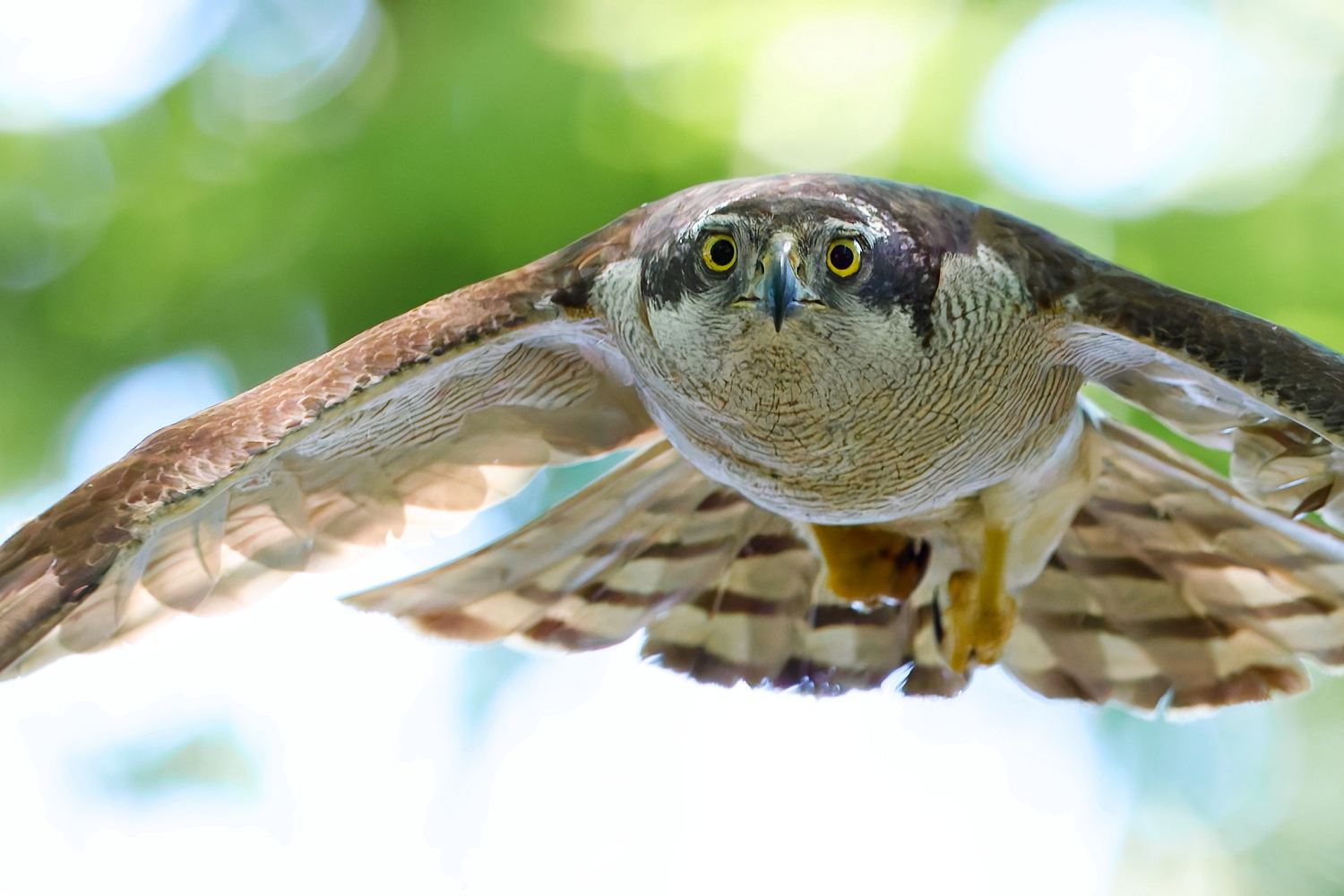 近所の池・・・オオタカ♀こちらに向かって飛んできた！ - fukusuke-photo