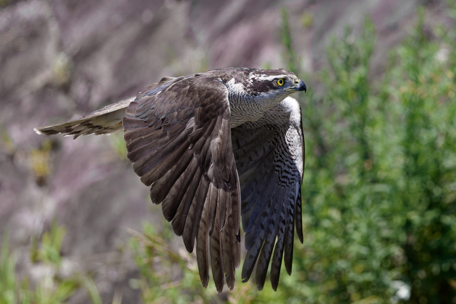 近所の池・・・オオタカ♀こちらに向かって飛んできた！ - fukusuke-photo