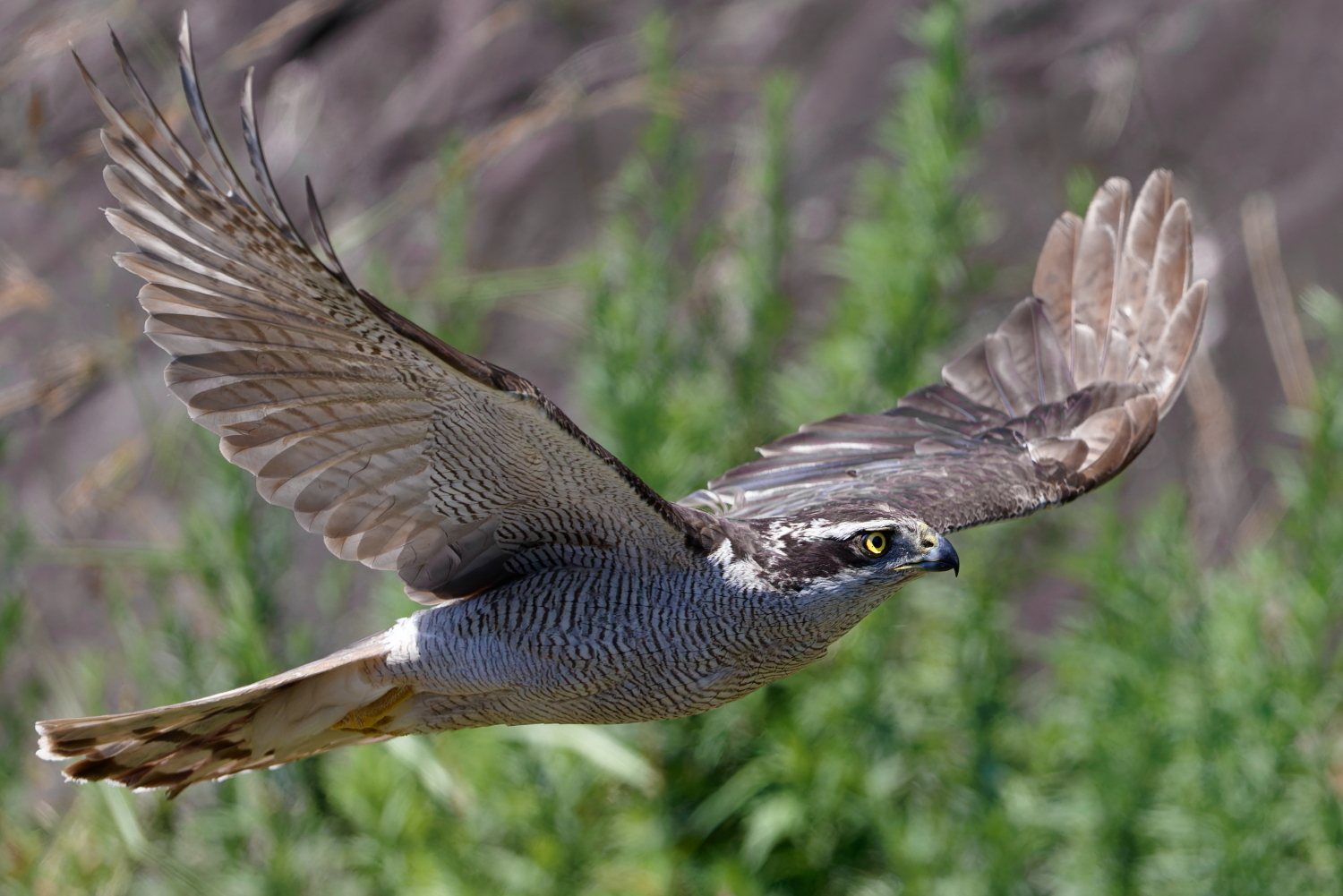 近所の池・・・オオタカ♀こちらに向かって飛んできた！ - fukusuke-photo