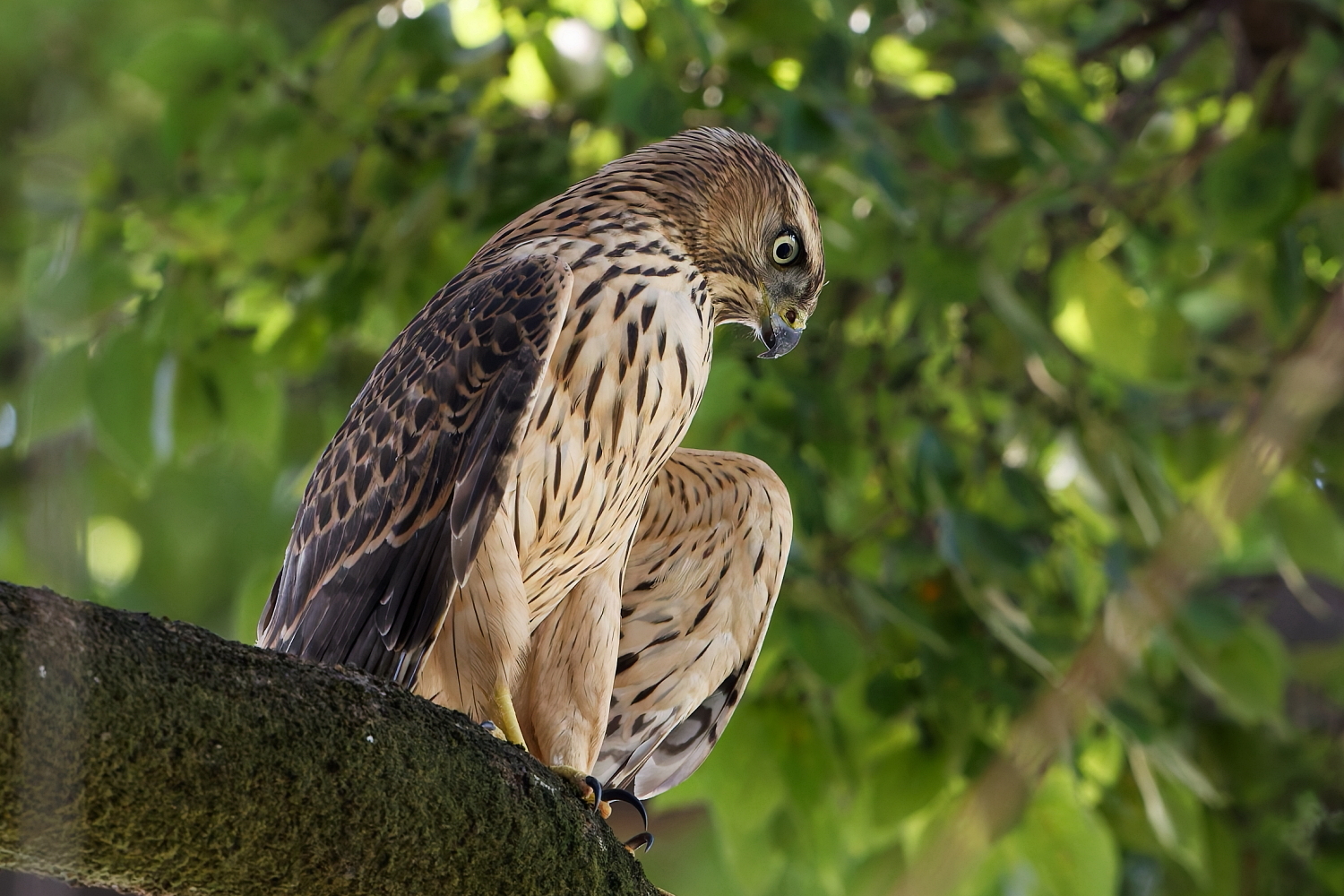 近所の池・・・若タカの木どまりもいいね！ - fukusuke-photo