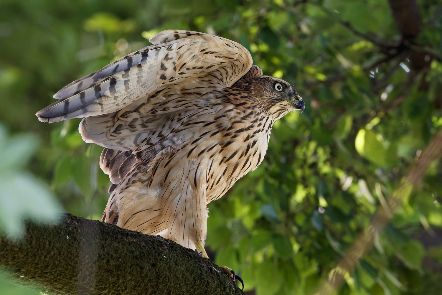 近所の池・・・若タカの木どまりもいいね！ - fukusuke-photo