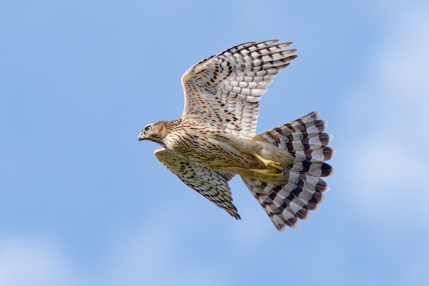 近所の池・・・若タカの木どまりもいいね！ - fukusuke-photo