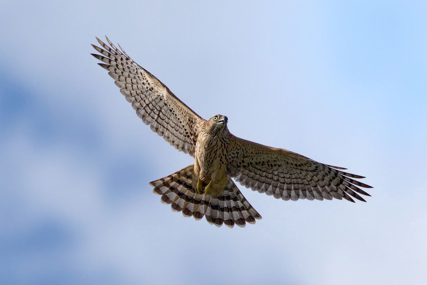 近所の池・・・若タカの木どまりもいいね！ - fukusuke-photo