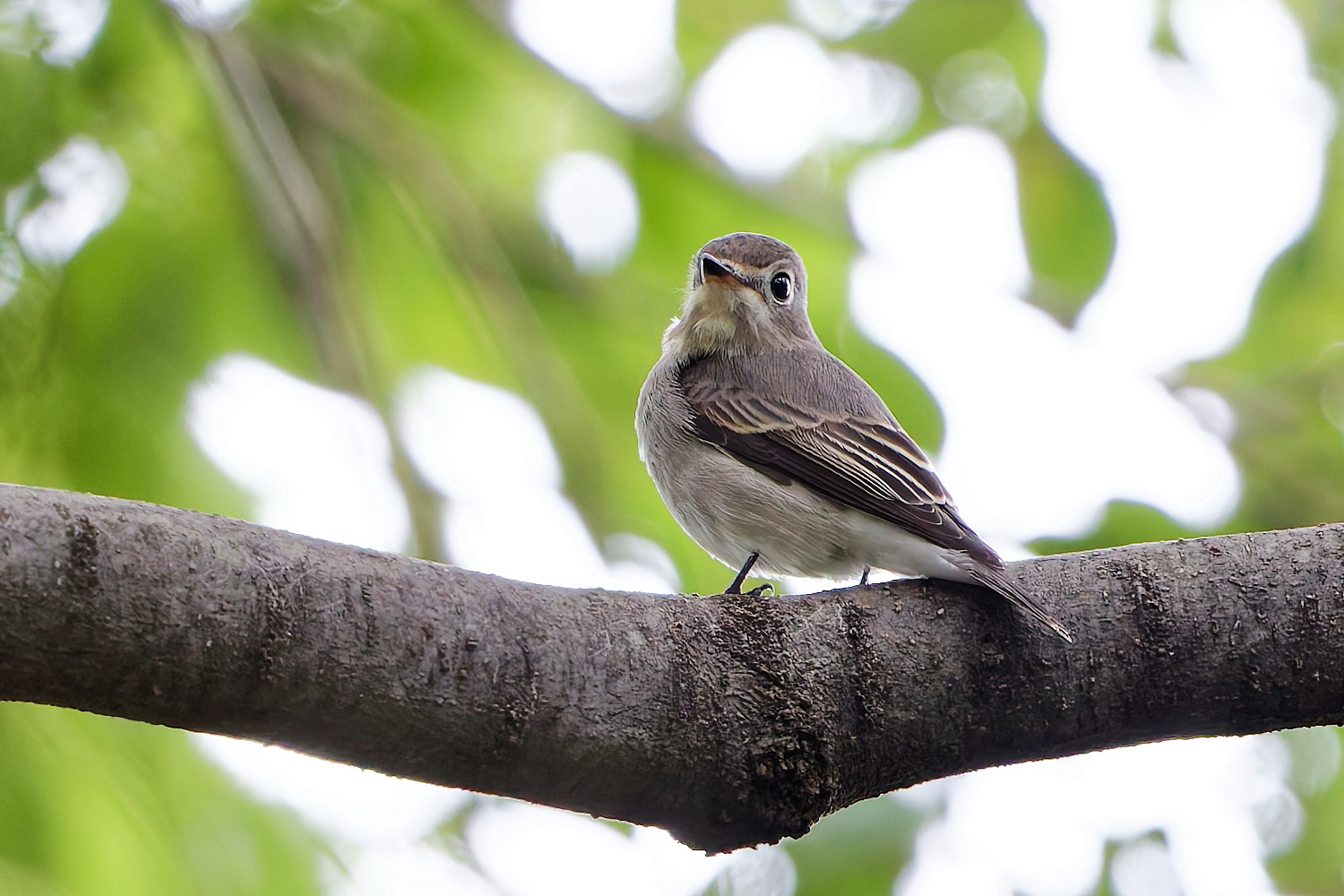 コサメビタキ＆ムシクイ！ - fukusuke-photo