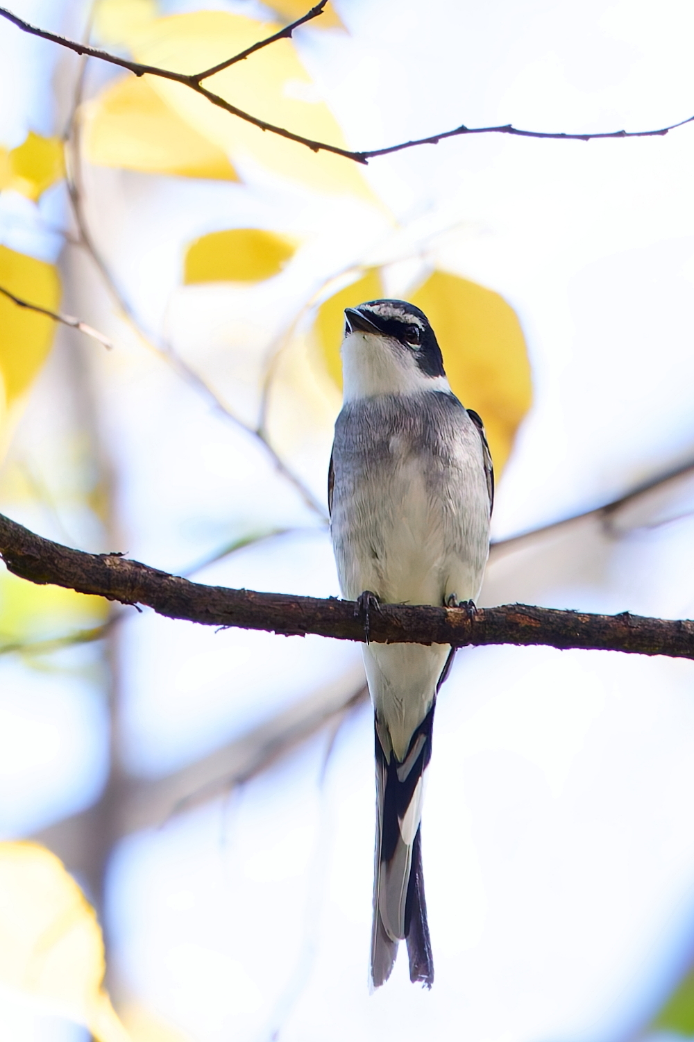サンショウクイ＆ヤマガラ！ - fukusuke-photo