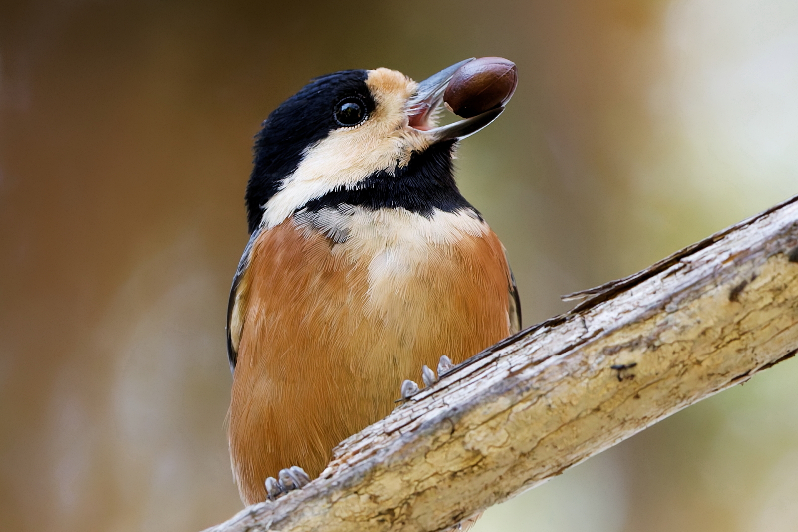 サンショウクイ＆ヤマガラ！ - fukusuke-photo