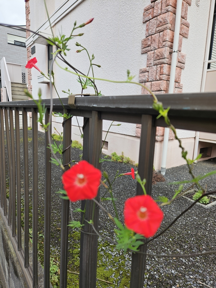 ルコウソウの復活で心も晴れやかに・・・ - いつも、いつでも元気炸裂！2